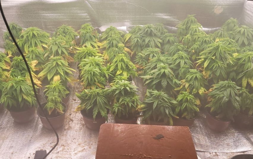 Policijos pareigūnai rado užmaskuotą „kanapių“ plantaciją